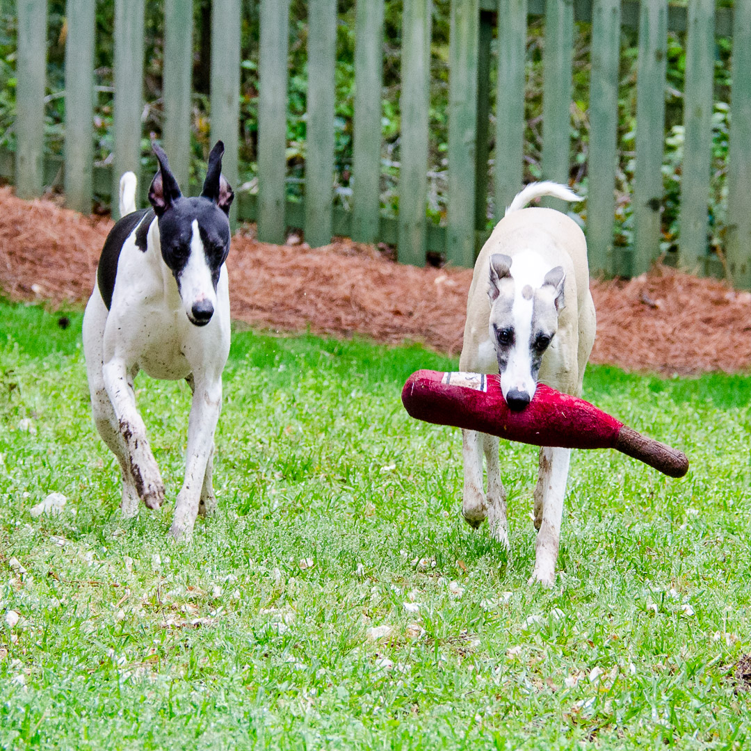 10 Photos of Dogs Playing With a Wine Bottle Dog Toy