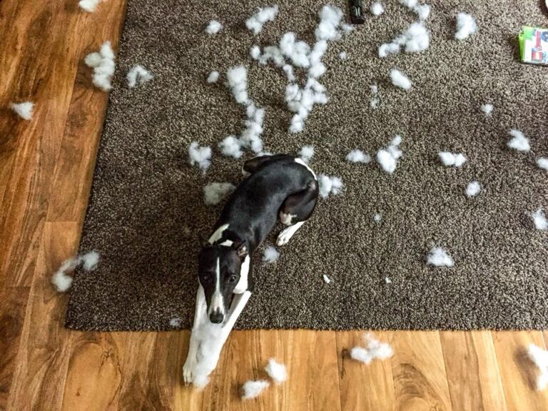 37 Naughty Whippet Dogs Destroying Things - Spoiled Hounds