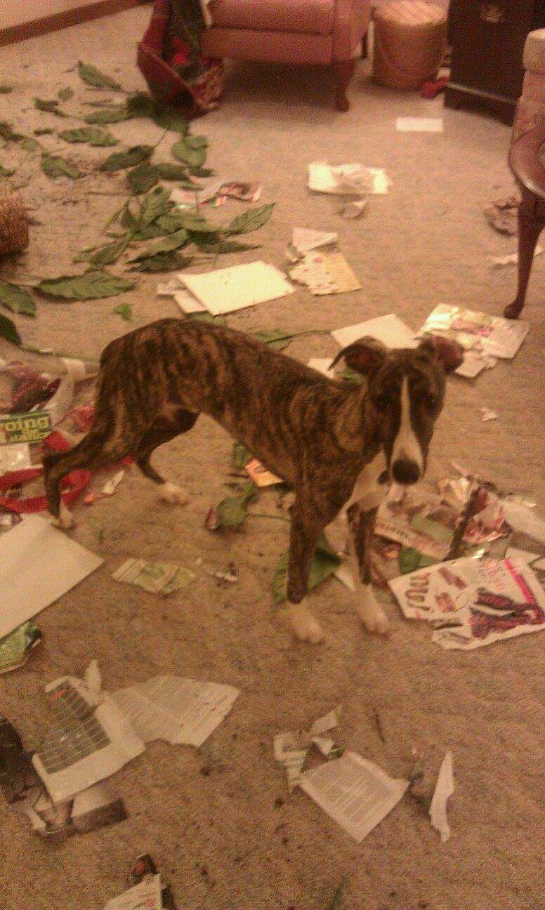 37 Naughty Whippet Dogs Destroying Things - Spoiled Hounds