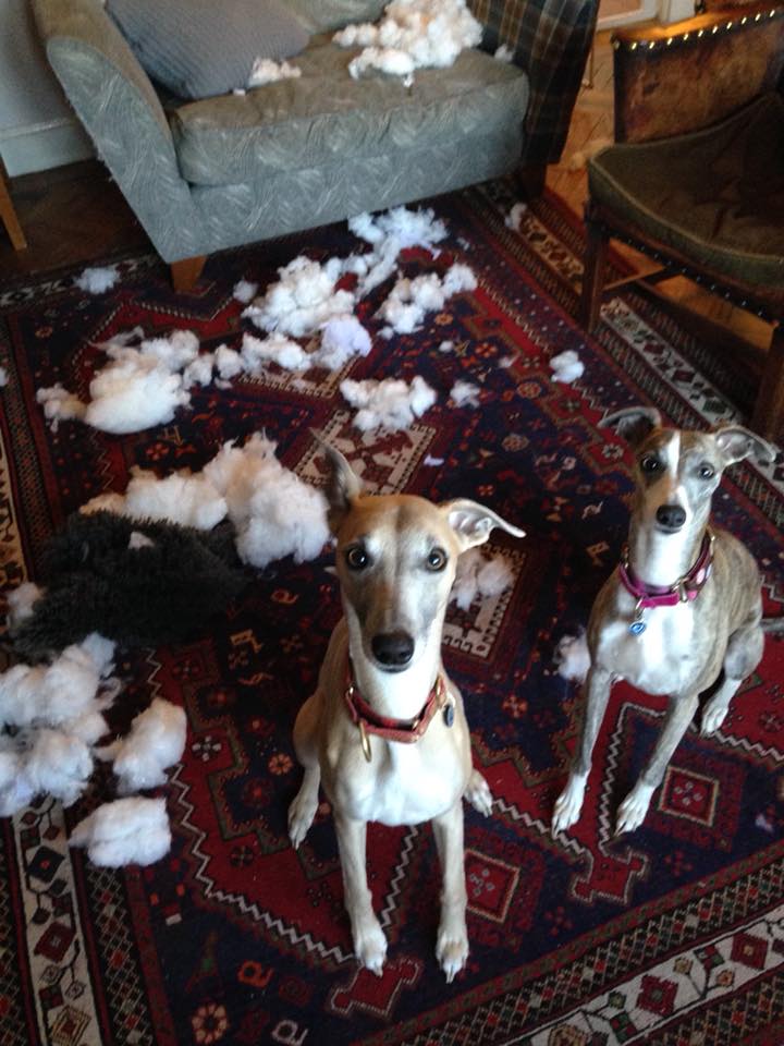 37 Naughty Whippet Dogs Destroying Things - Spoiled Hounds