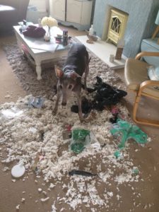 37 Naughty Whippet Dogs Destroying Things - Spoiled Hounds