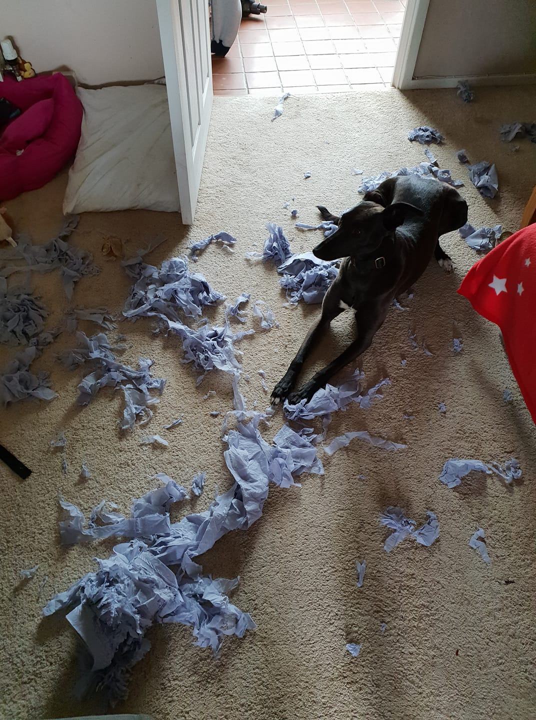 37 Naughty Whippet Dogs Destroying Things - Spoiled Hounds