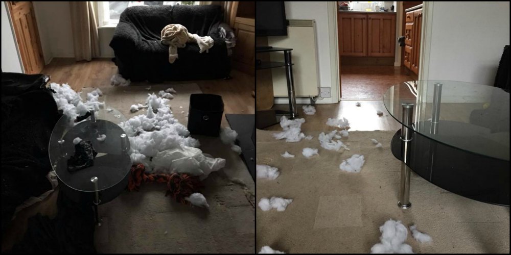 37 Naughty Whippet Dogs Destroying Things - Spoiled Hounds