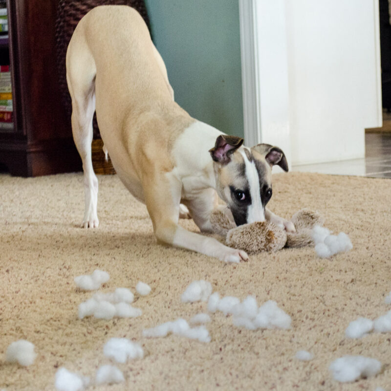37 Naughty Whippet Dogs Destroying Things