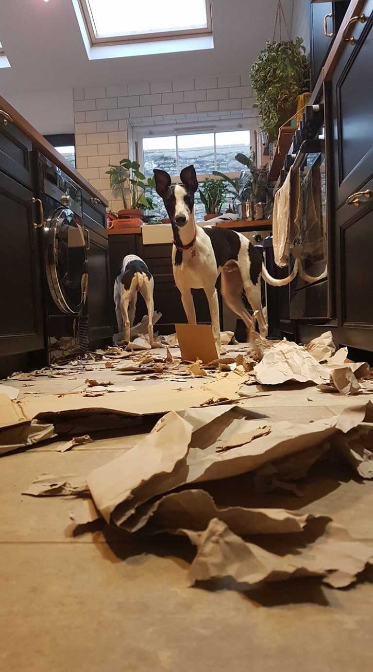 37 Naughty Whippet Dogs Destroying Things