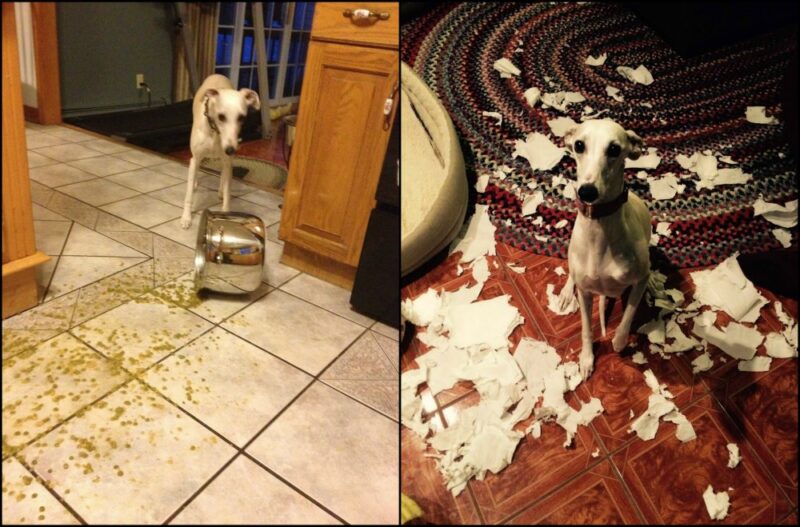37 Naughty Whippet Dogs Destroying Things