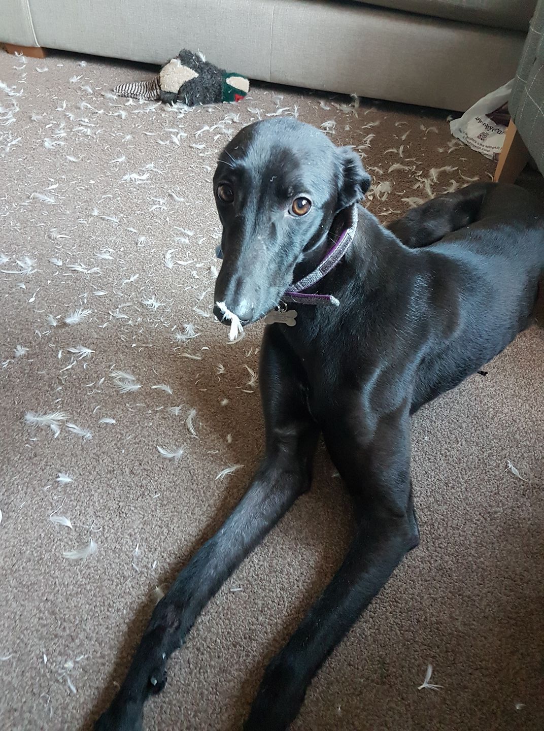 37 Naughty Whippet Dogs Destroying Things - Spoiled Hounds