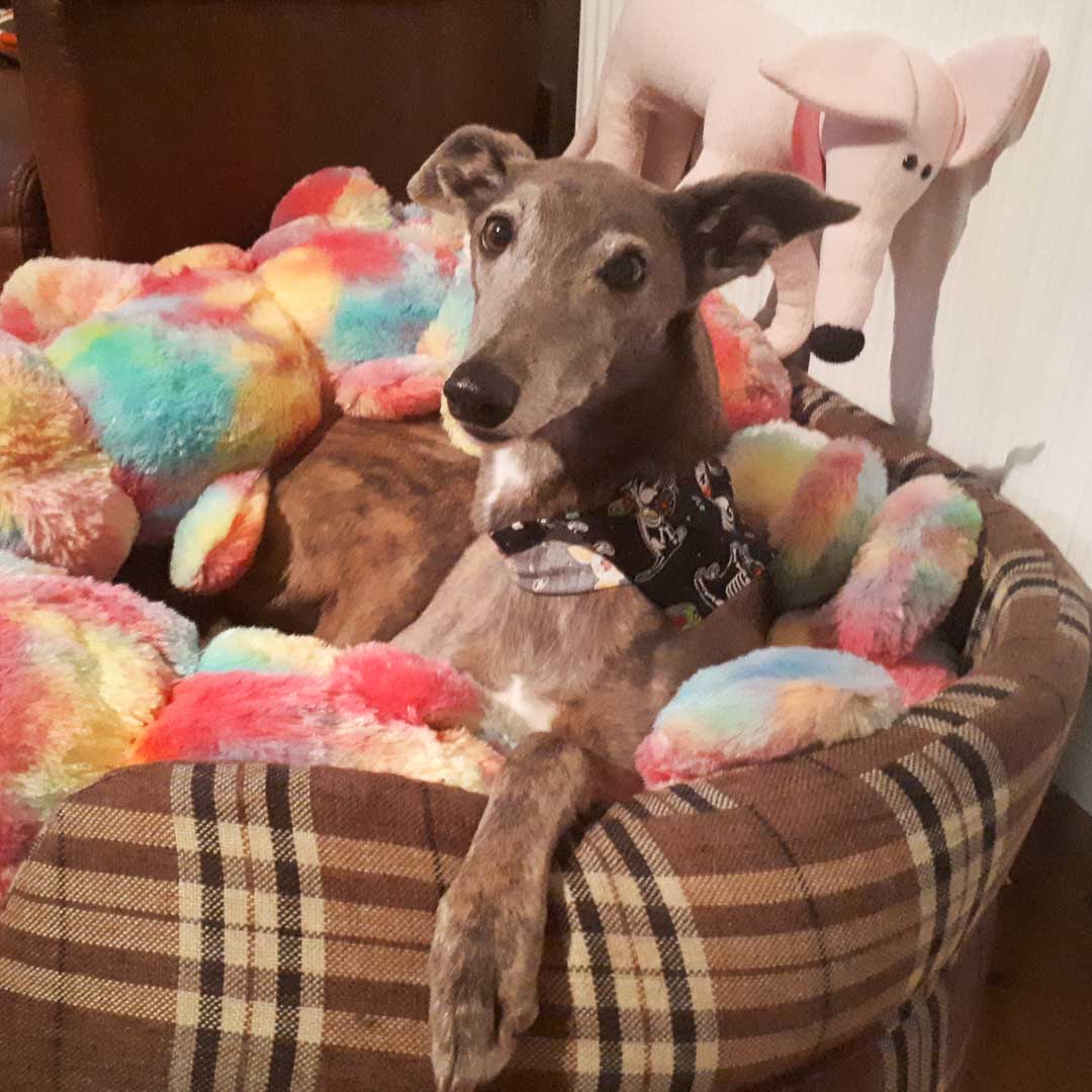 Doris, A Therapy Dog