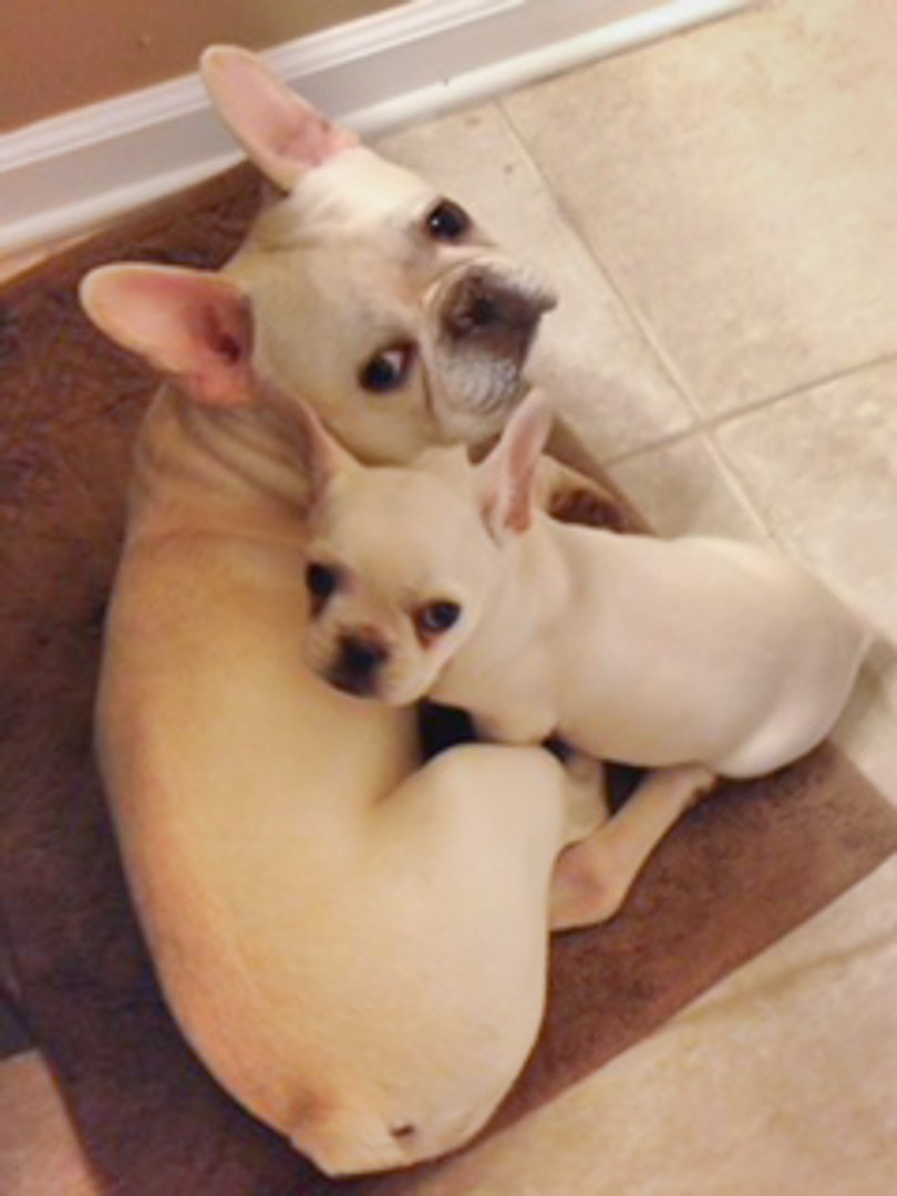 ZaZa and ChaCha, a Tyrant and an Angel