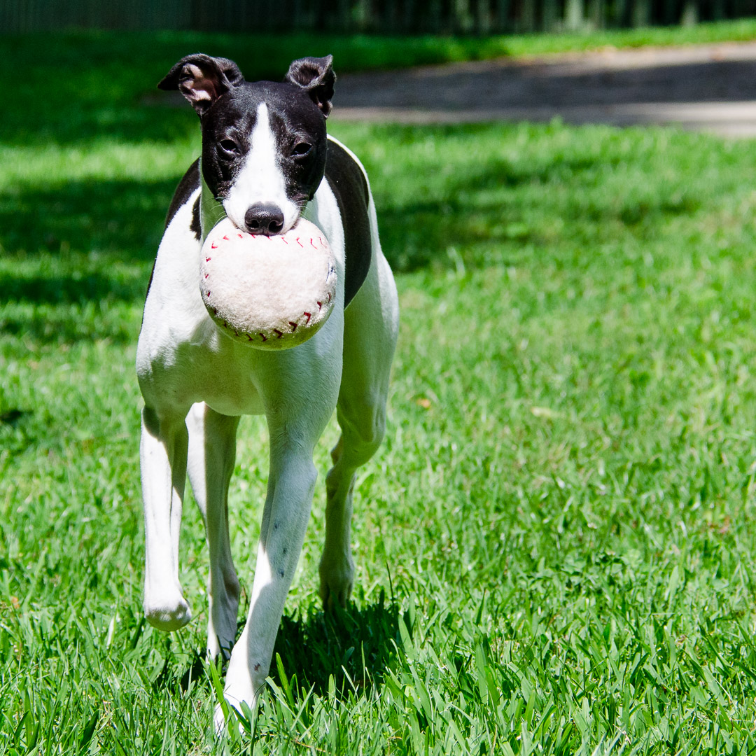 15 Fun Ways to Celebrate National Dog Day