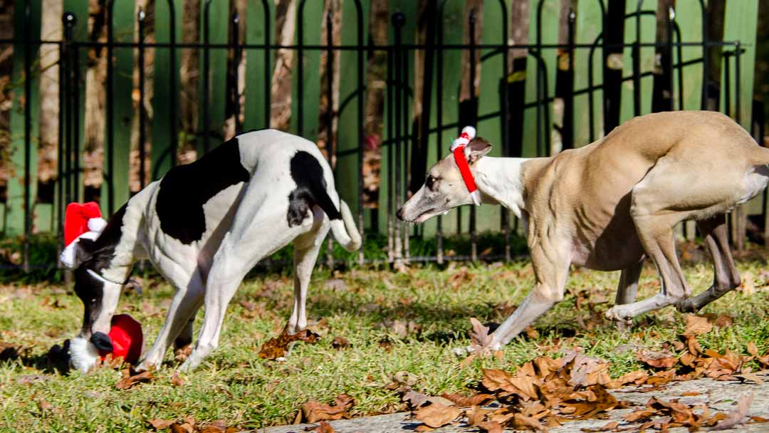 Whippet Fun with Santa Dog Toys