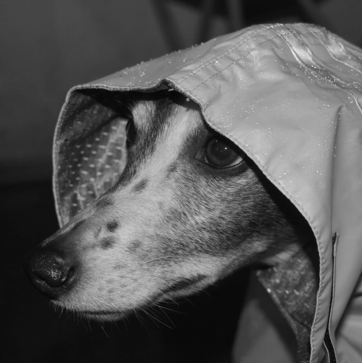 Fashionable Whippets - National Dress Up Your Pet Day - Spoiled Hounds
