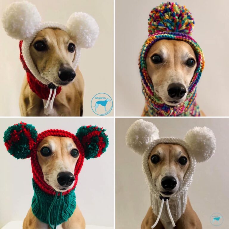 Fashionable Whippets - National Dress Up Your Pet Day