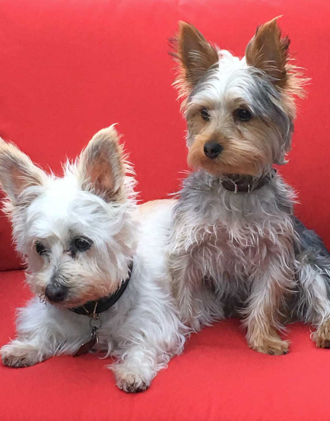 Ziggy, a Mighty Yorkshire Terrier