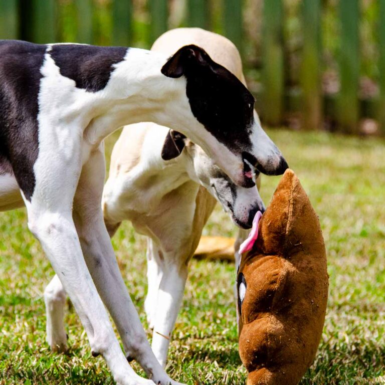 Why Do Dogs Eat Poop and How To Stop It