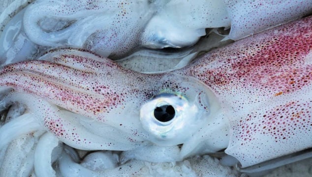 Can Dogs Eat Fish? What You Need To Know