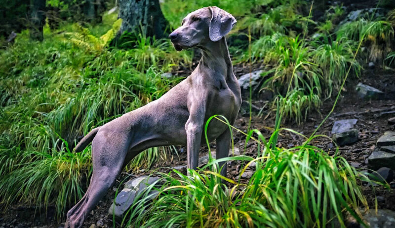 20 Fastest Dog Breeds in the World