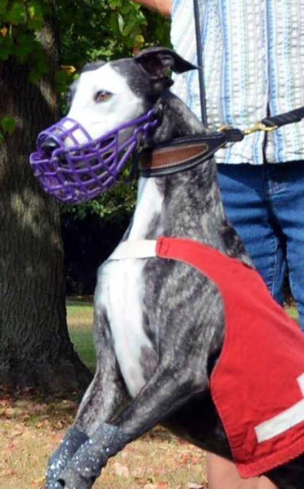 Funny and Unusual Whippet Names with Pictures - Spoiled Hounds