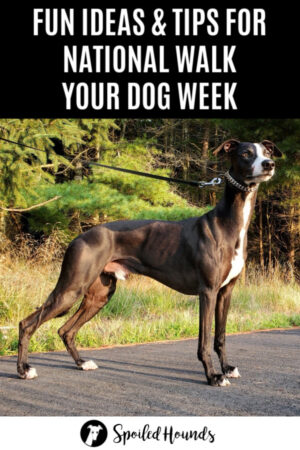 National Walk Your Dog Week Fun Tips and Info