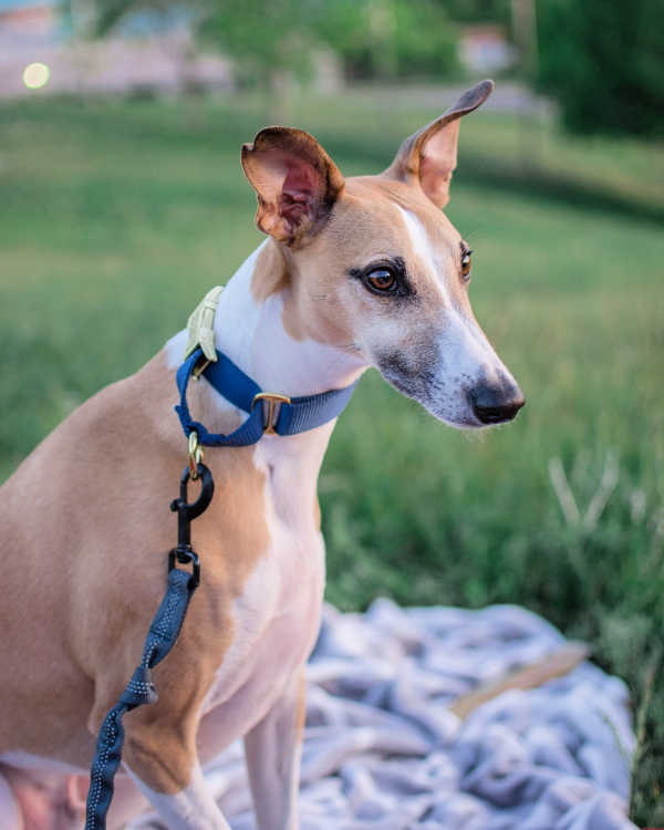 Funny and Unusual Whippet Names with Pictures - Spoiled Hounds
