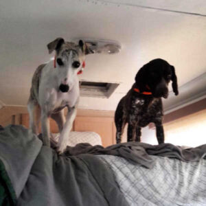 Funny and Unusual Whippet Names with Pictures - Spoiled Hounds
