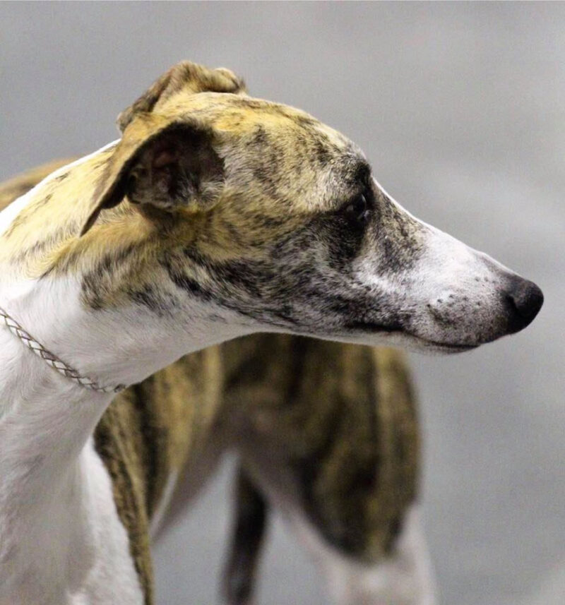 Notable People and Music Inspired Whippet Names with Pictures