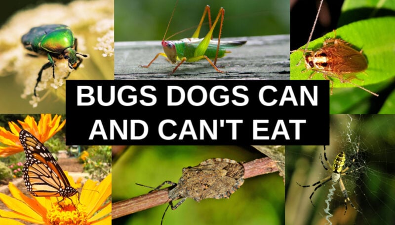 Can Dogs Eat Bugs? Insects Your Dog Can and Cannot Eat