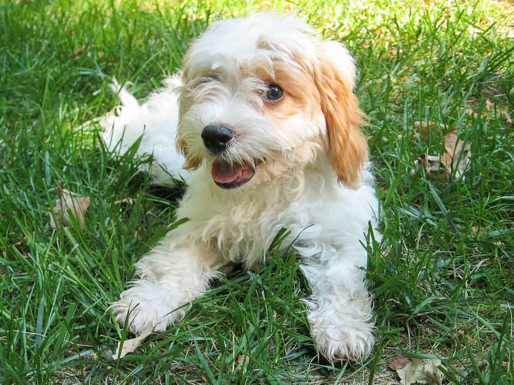 Información y fotos de la raza de perros osos de peluche - Spoiled ...