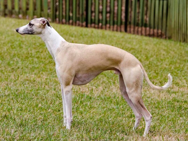 Brilliant Book, Movie, and TV Inspired Whippet Names with Pictures