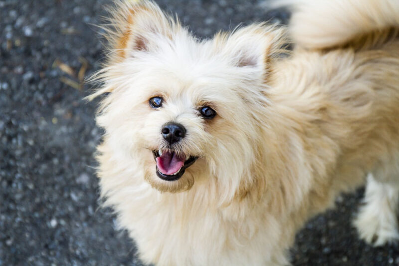 Teddy Bear Dog Breed Info and Photos