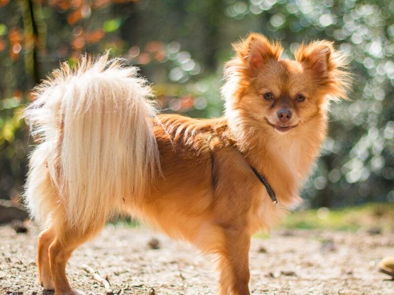 Teddy Bear Dog Breed Info and Photos