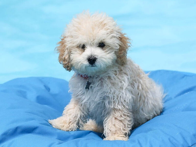 Teddy Bear Dog Breed Info and Photos