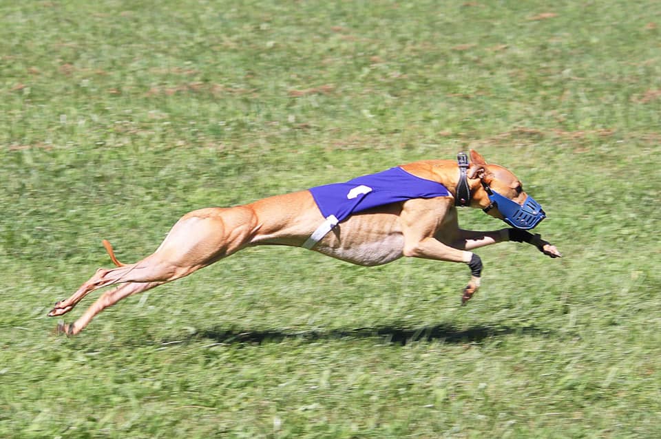 Notable People and Music Inspired Whippet Names with Pictures