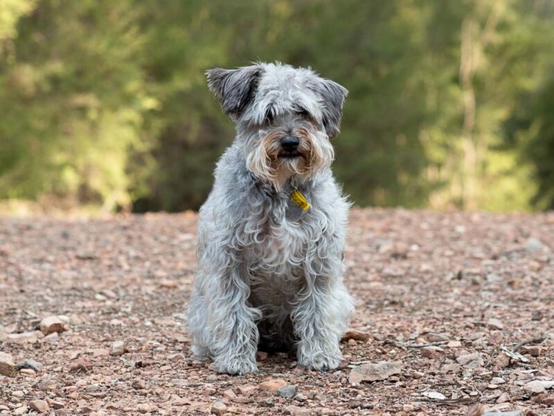Teddy Bear Dog Breed Info and Photos