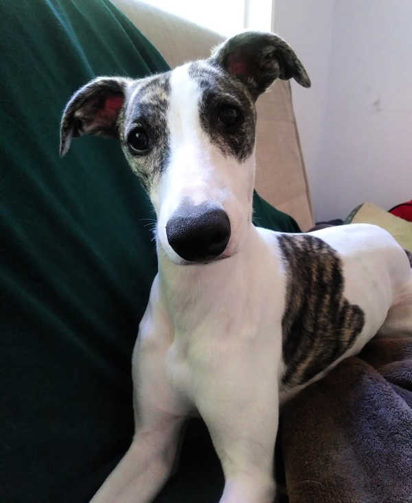 Notable People and Music Inspired Whippet Names with Pictures