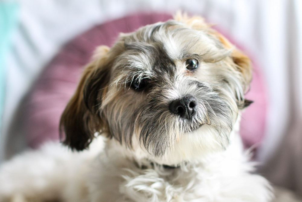 Información y fotos de la raza de perros osos de peluche - Spoiled ...