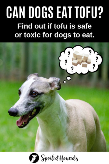 Can Dogs Eat Tofu? What You Need To Know