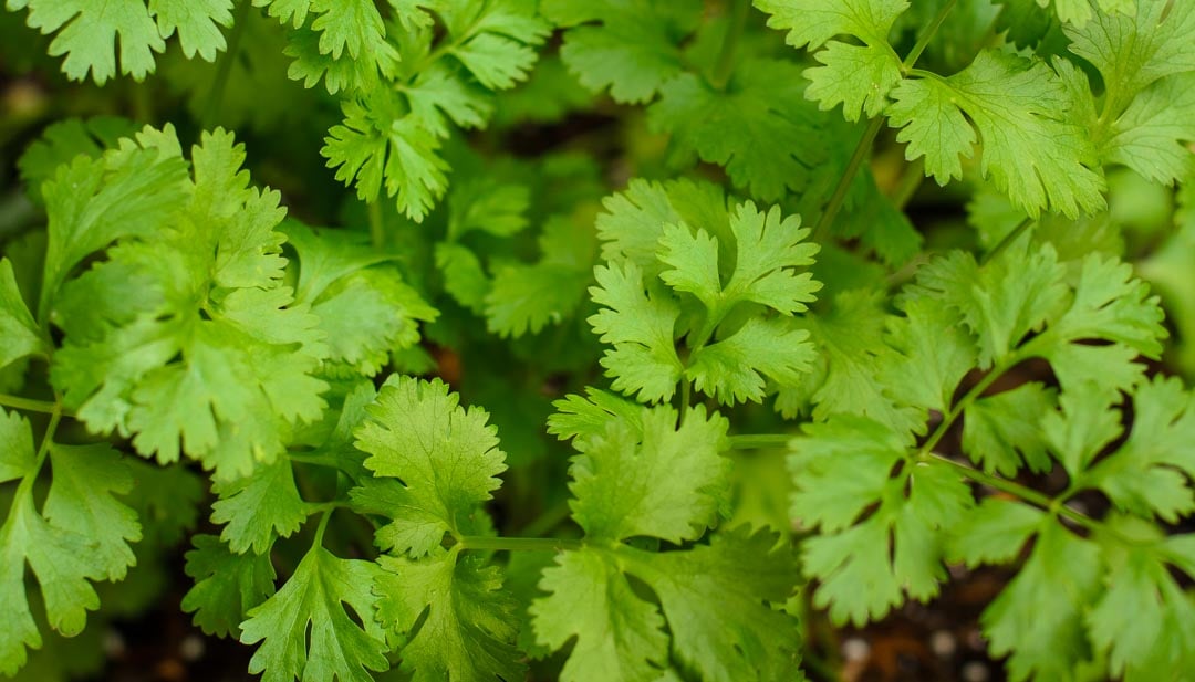 Can Dogs Eat Herbs? What You Need To Know