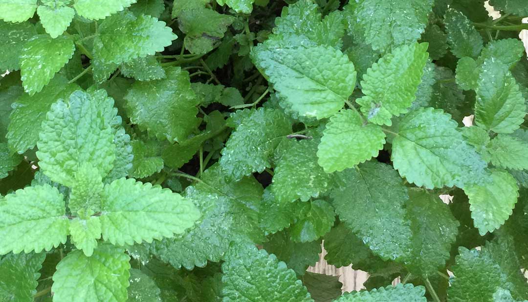 Can Dogs Eat Herbs? What You Need To Know