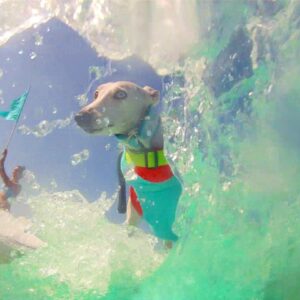 Do Whippets Like Water? Can Whippets Swim? Get Answers!