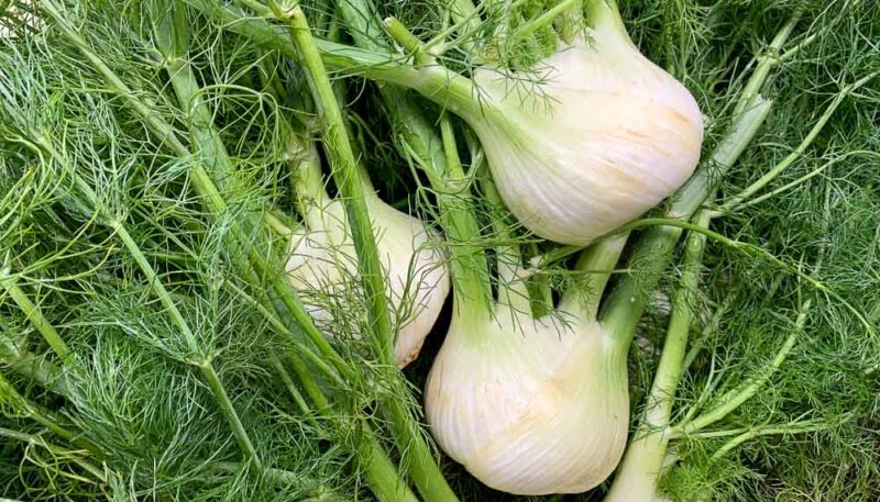 Can Dogs Eat Fennel? What to Know About Dogs and Fennel