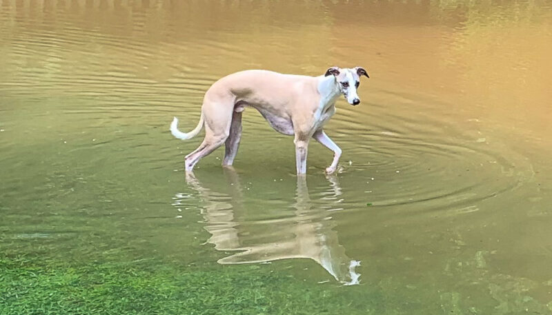 Do Whippets Like Water? Can Whippets Swim? Get Answers!