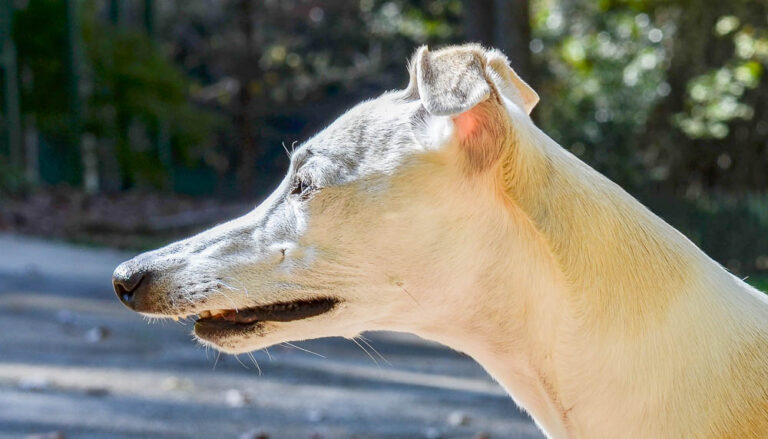 Common Whippet Health Issues and What to Know