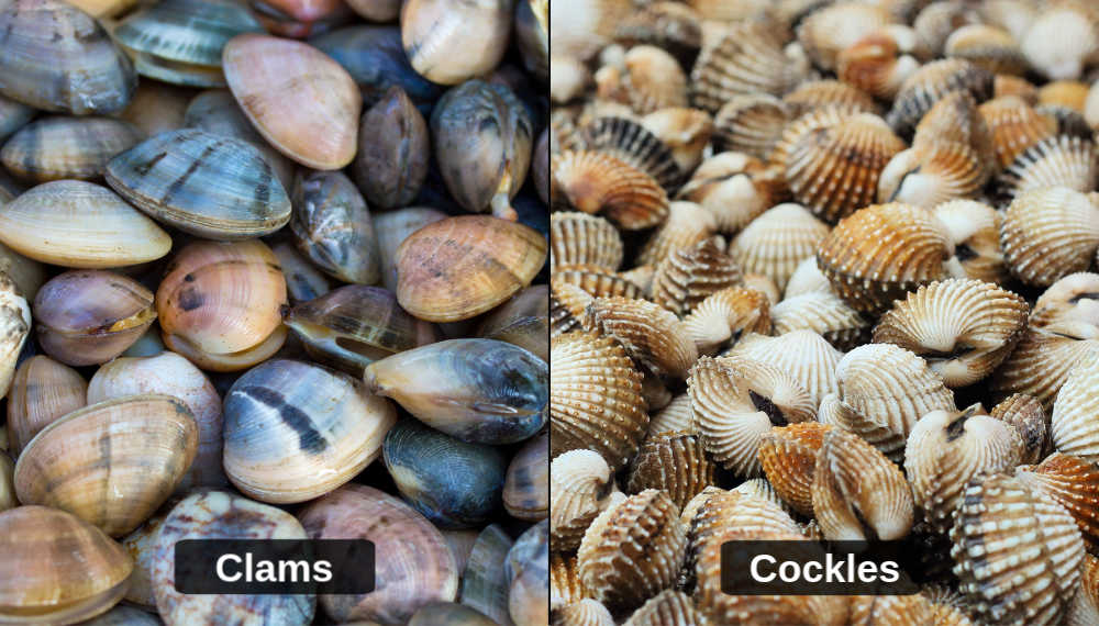 Can Dogs Eat Cockles? What You Need To Know