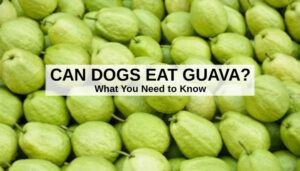 Can Dogs Eat Guava? What You Need To Know