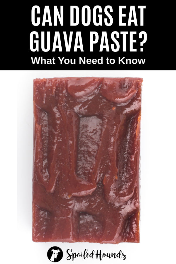 Can Dogs Eat Guava? What You Need To Know