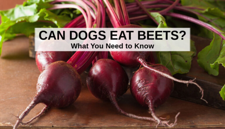 Can Dogs Eat Beets? What You Need To Know