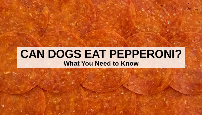 Can Dogs Eat Pepperoni? What You Need To Know