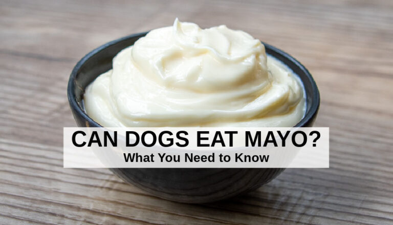 Can Dogs Eat Mayo? What to Know About Dogs and Mayonnaise