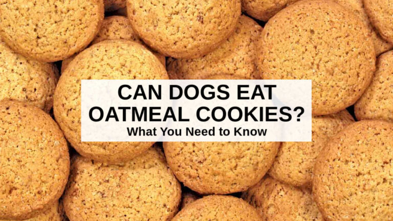 Can Dogs Eat Oatmeal Cookies? Read This Guide To Find Out